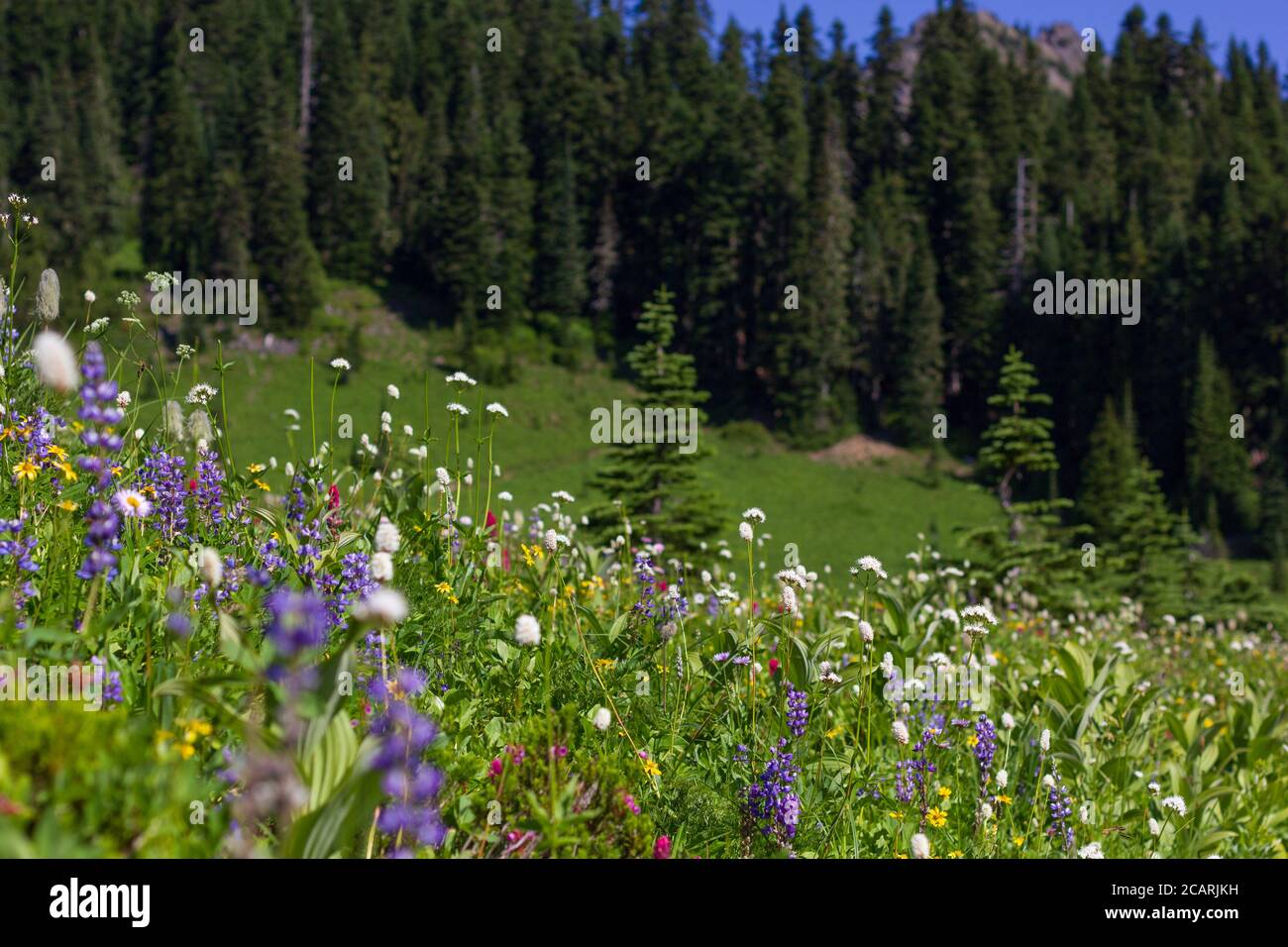 Variety of bright colorful alpine meadow wildflowers bloom in the green ...