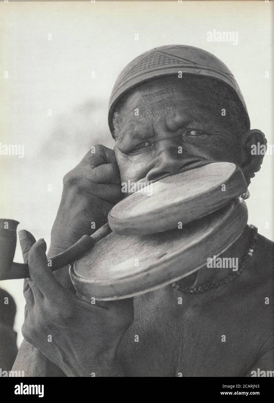 vintage animal illustration vintage classical artistic drawing Stock ...