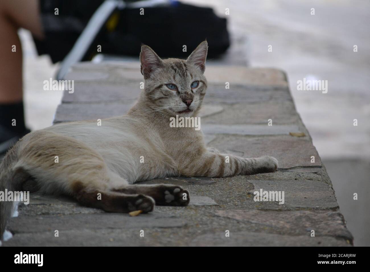 Cat at its greatest moment of rest Stock Photo - Alamy