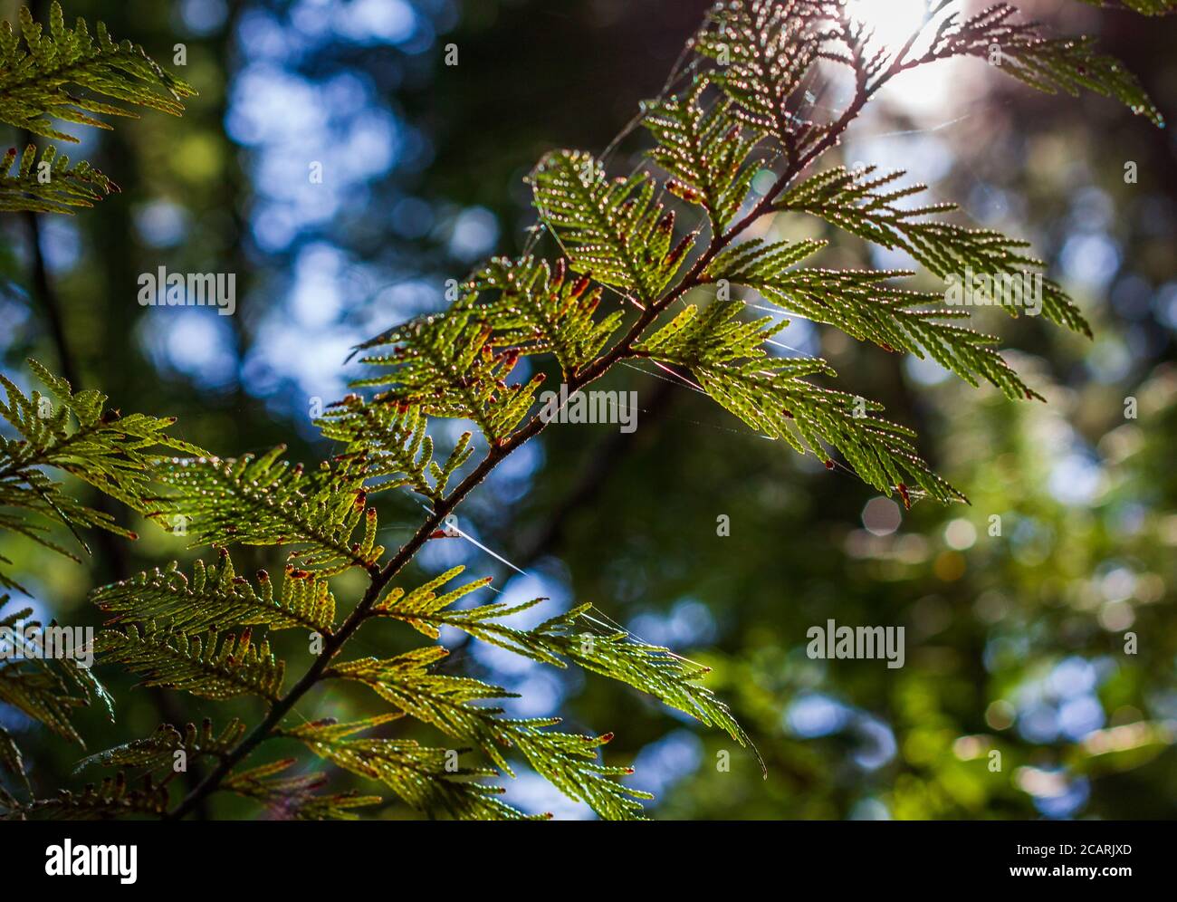 Close up photographs of ferns, oaks and evergreen leaves in Mt Rainier ...