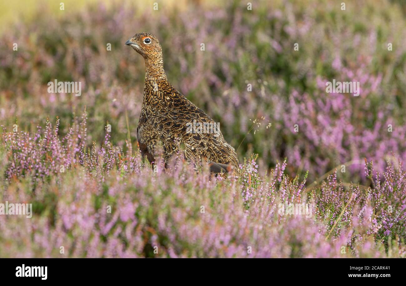 Red Grouse Male, (Scientific or Latin name: Lagopus lagopus Scotica ...