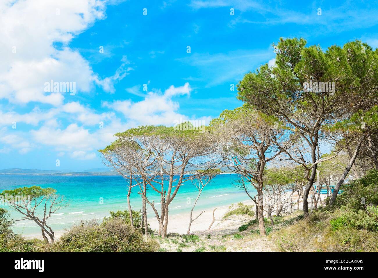 pine forest by the shore in Maria Pia beach, Alghero Stock Photo - Alamy