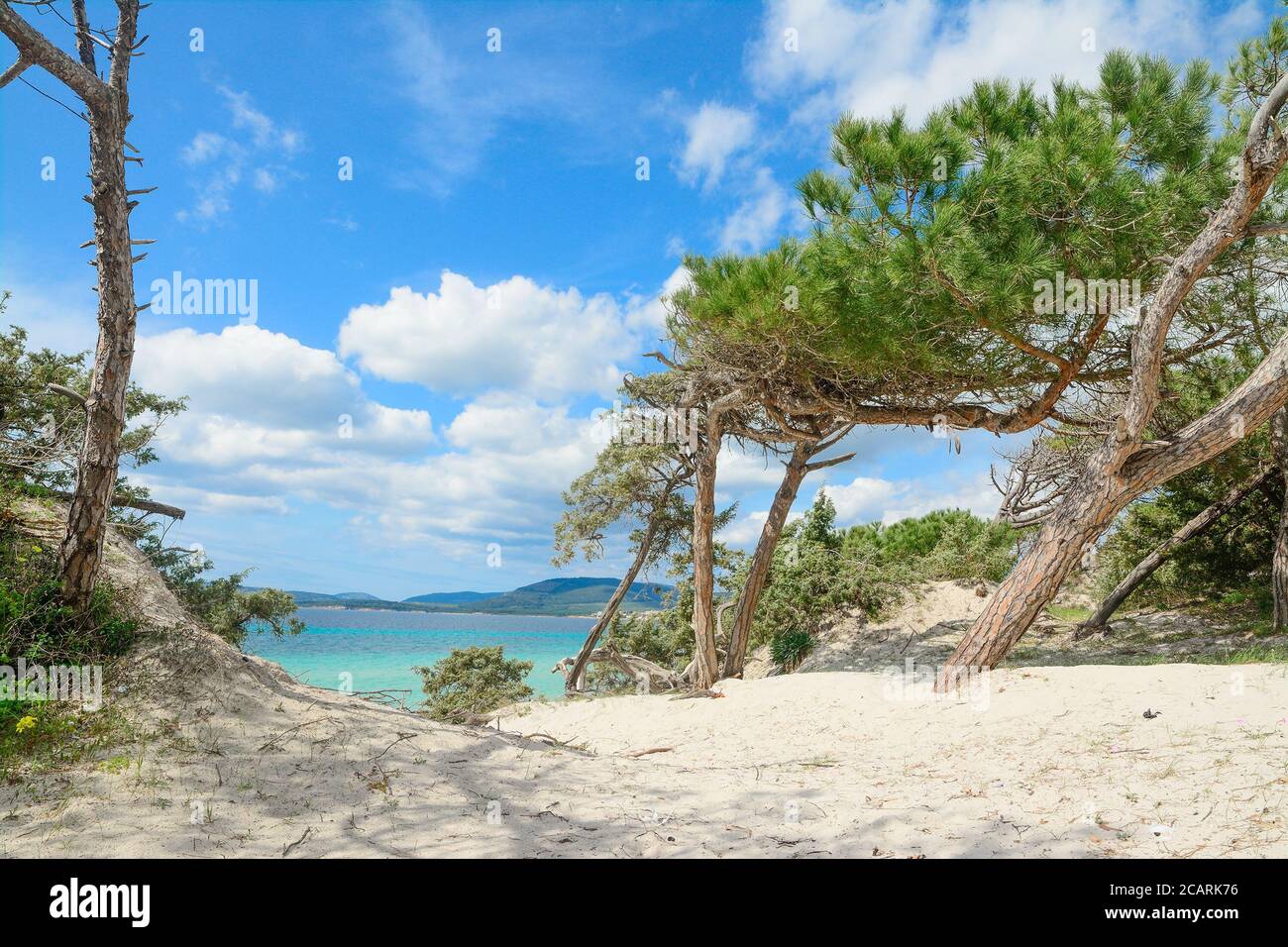 pine trees by the shore in Maria Pia beach, Sardinia Stock Photo - Alamy