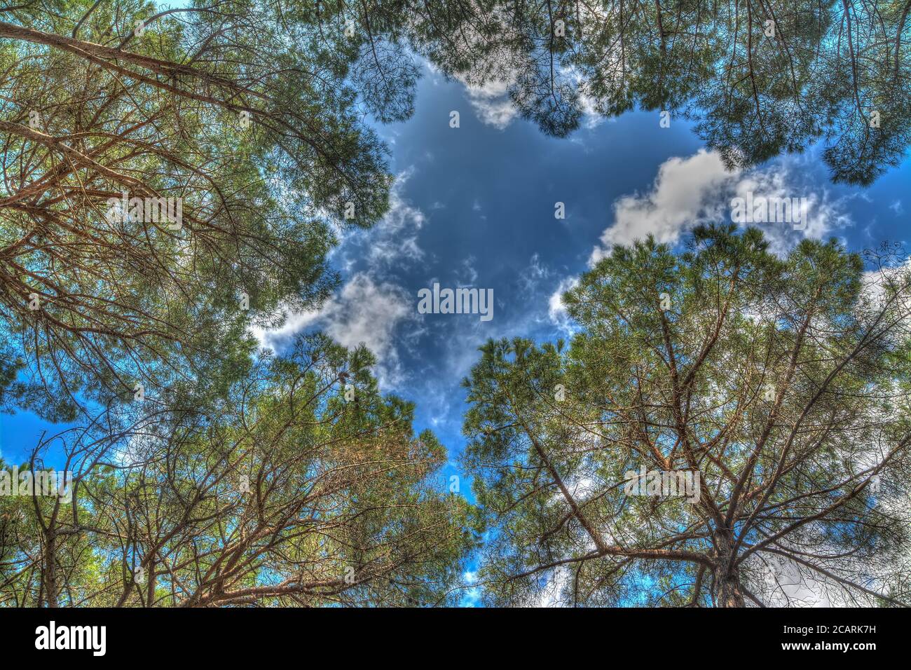pine trees under a blue sky with clouds seen from the ground Stock ...