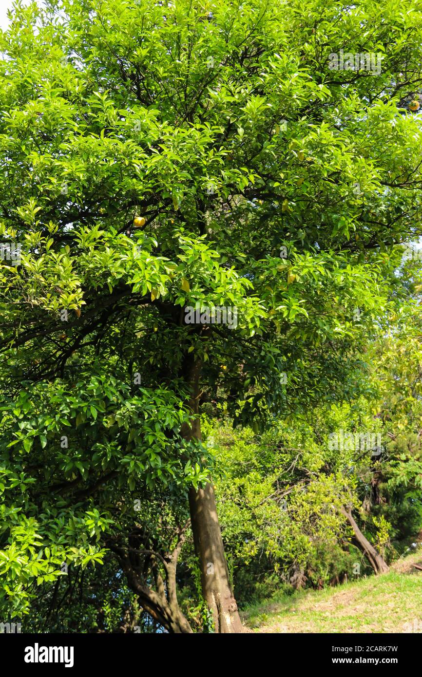Beautiful citrus tree with ripe fruits in garden Stock Photo - Alamy