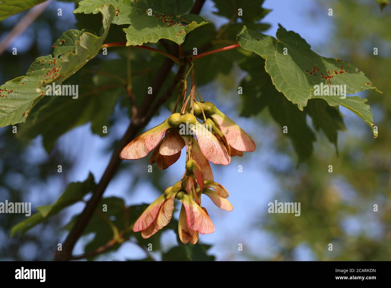 Group of maple seeds attached to the plant Stock Photo - Alamy