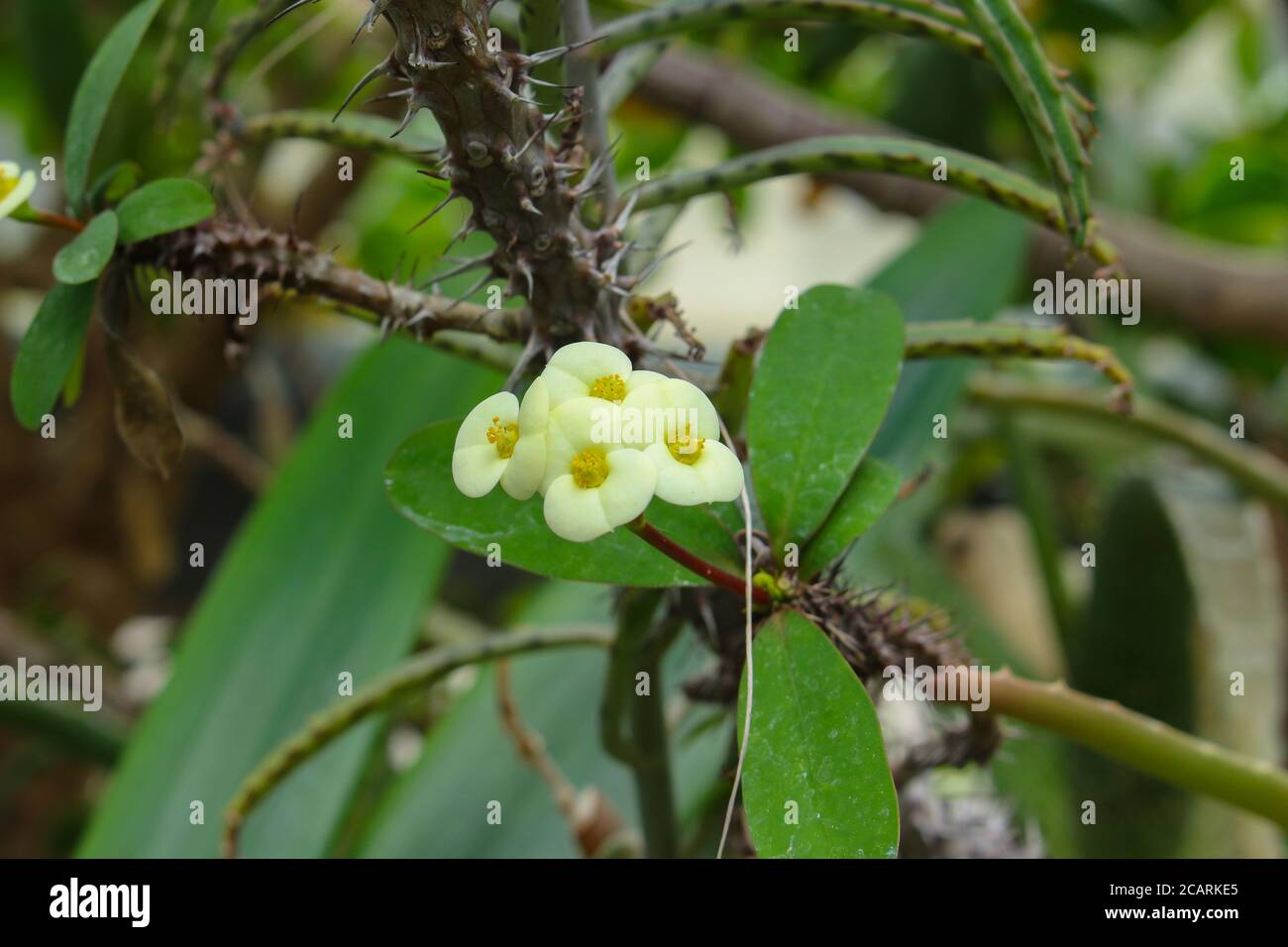 Christ Thorn High Resolution Stock Photography and Images - Alamy