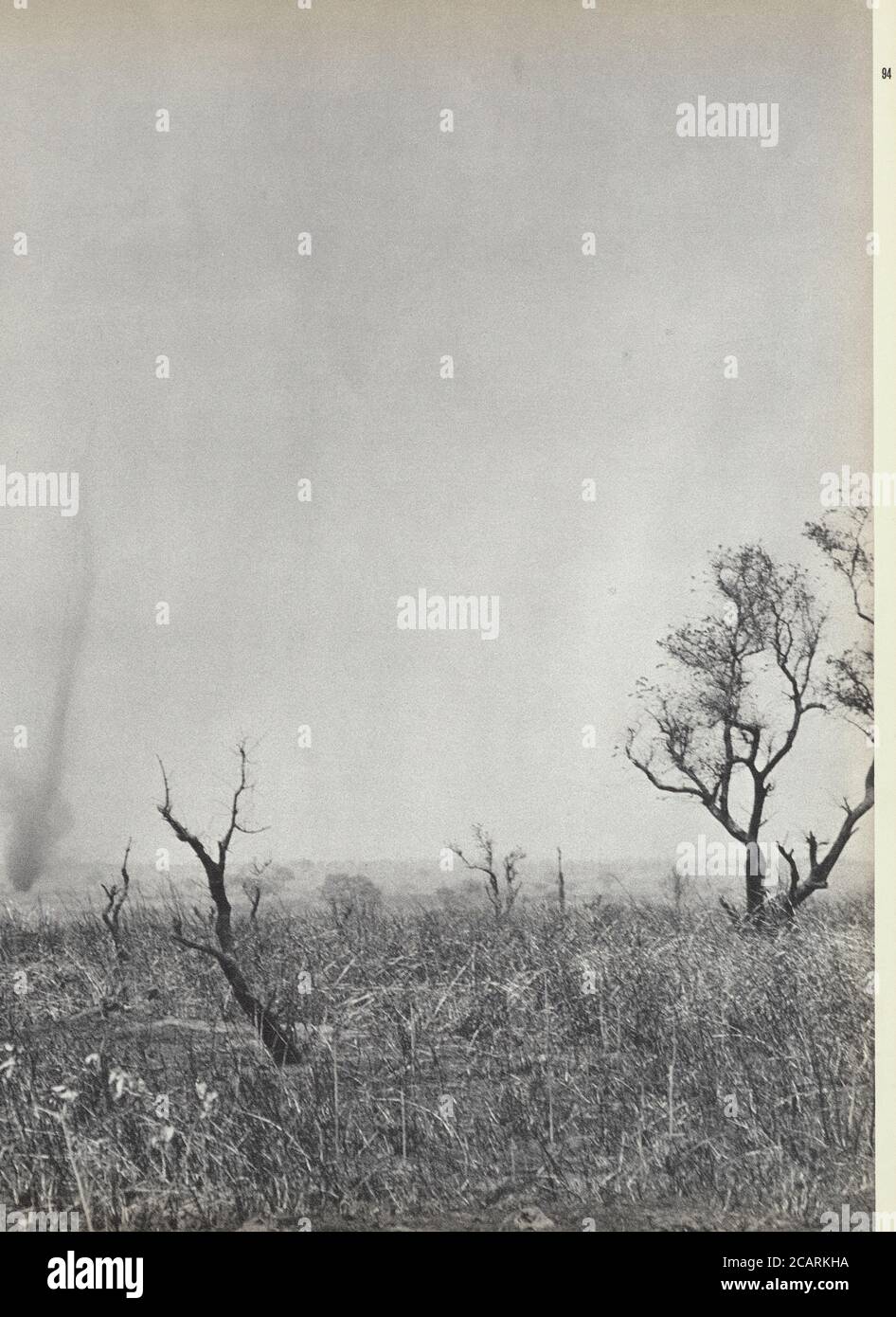 vintage animal illustration vintage classical artistic drawing Stock ...