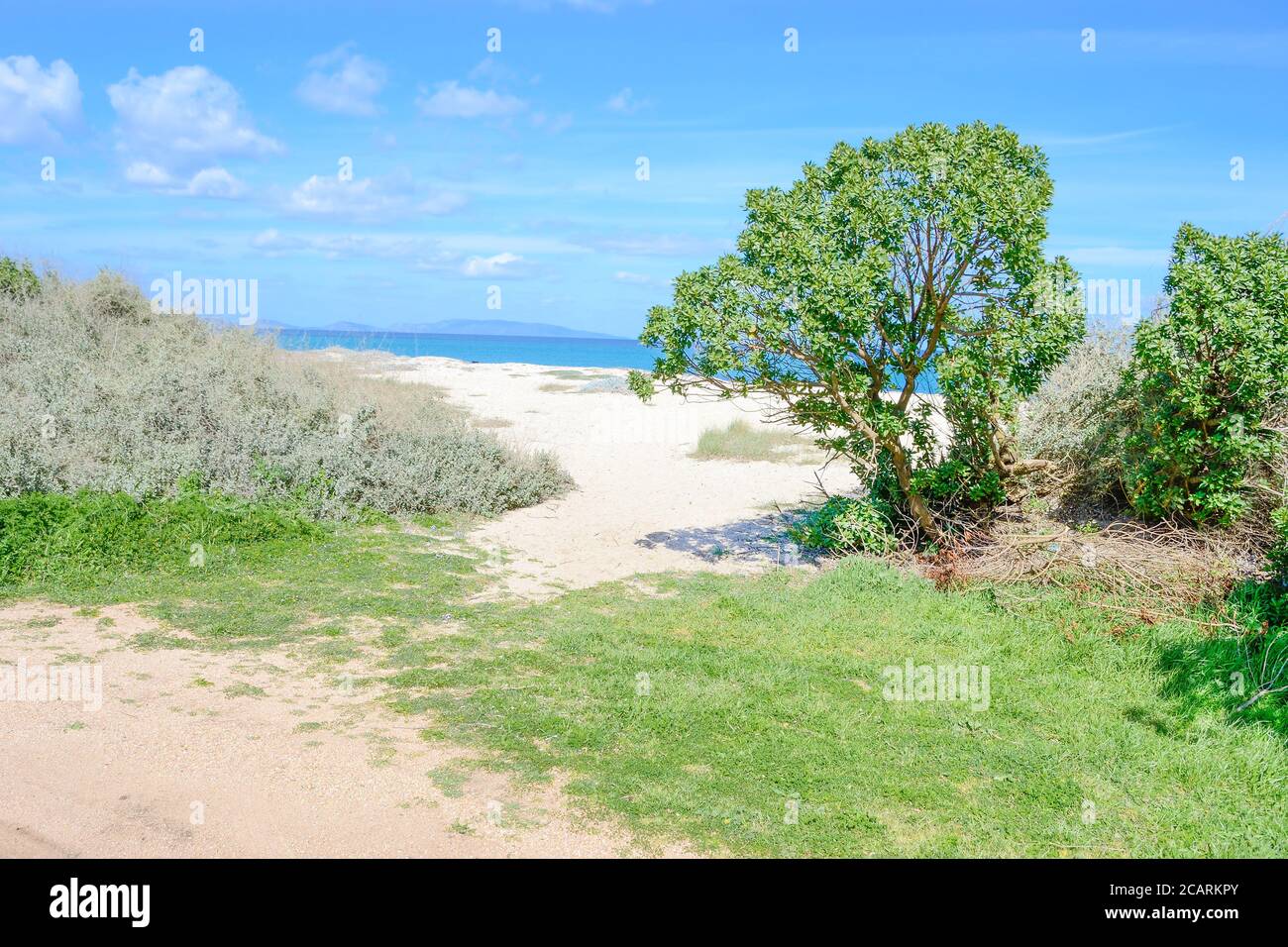 plants by the shore in Fiume Santo, Sardinia Stock Photo - Alamy