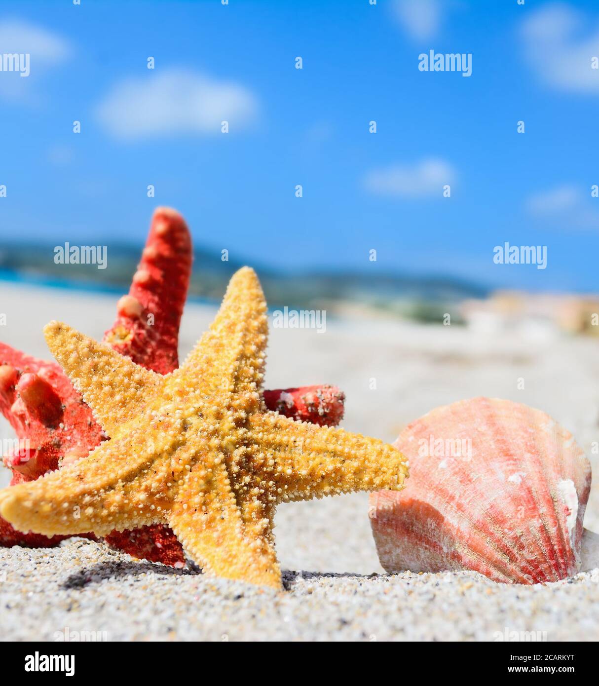red and yellow starfish and shell by the sea Stock Photo - Alamy