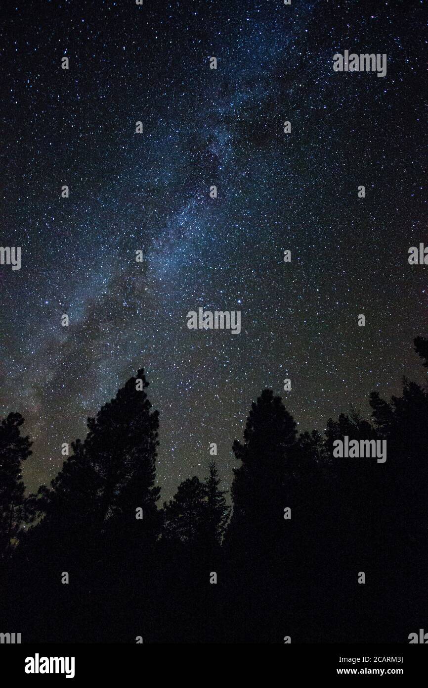 Infinite starry sky with milky way in a Washington state forest with ...