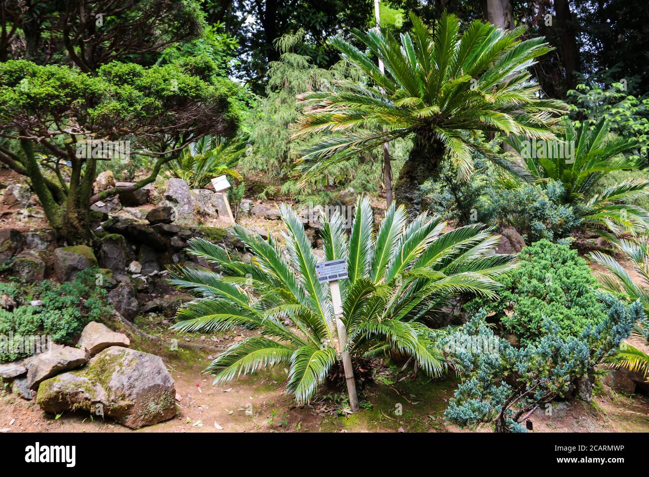 Cycas revoluta (sago palm, king sago, sago cycad, Japanese sago palm ...