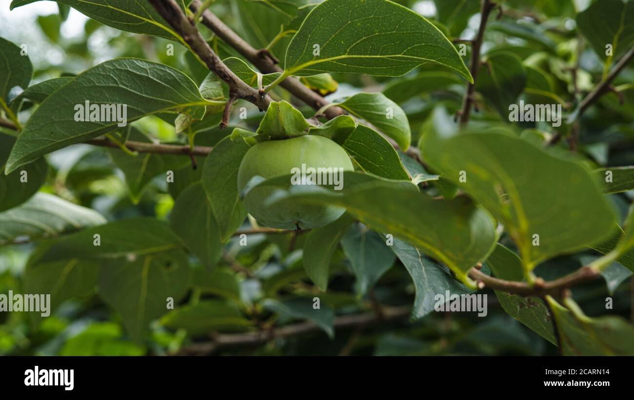 Amongst tree hi-res stock photography and images - Alamy