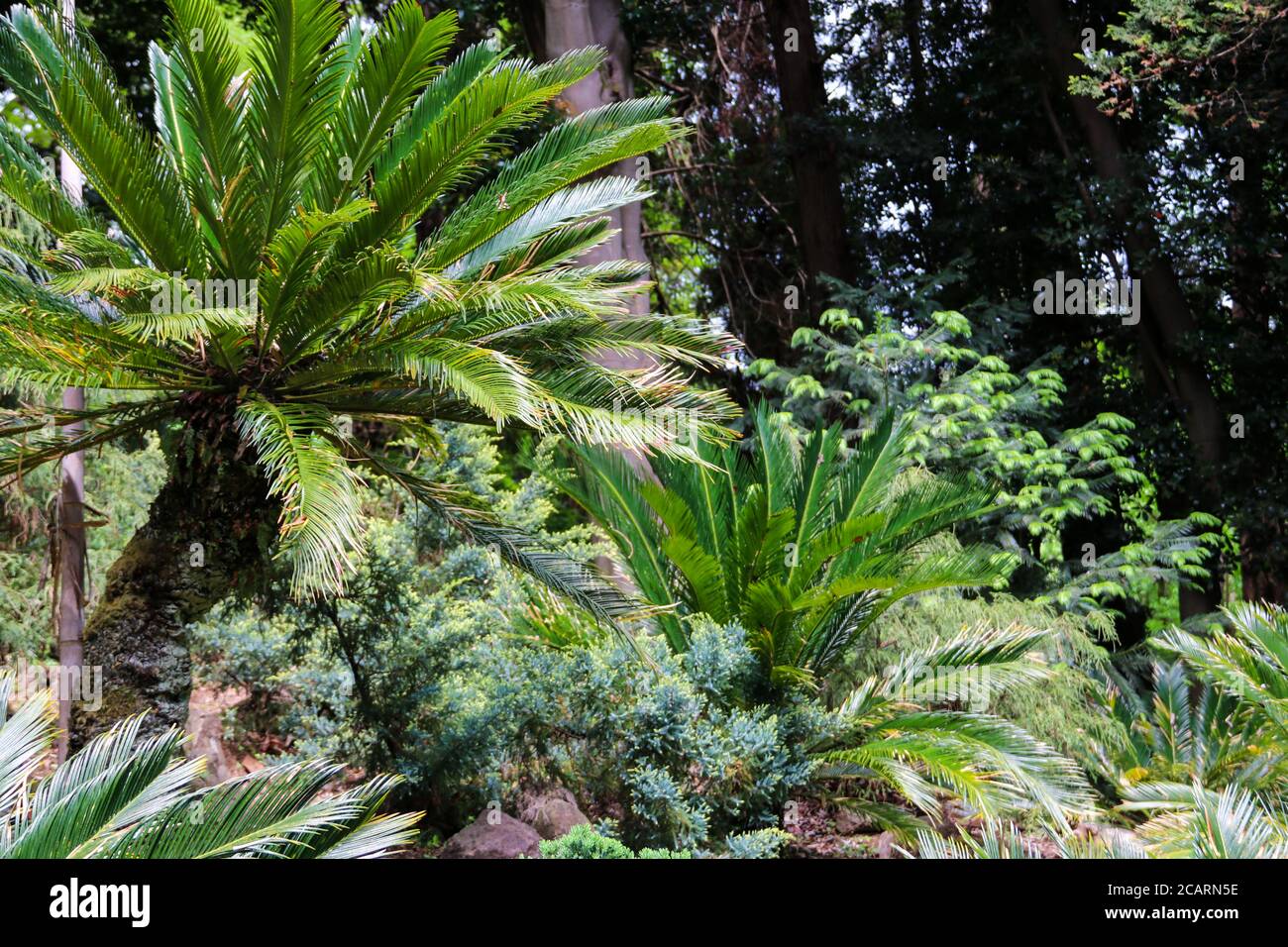 Cycas revoluta (sago palm, king sago, sago cycad, Japanese sago palm ...