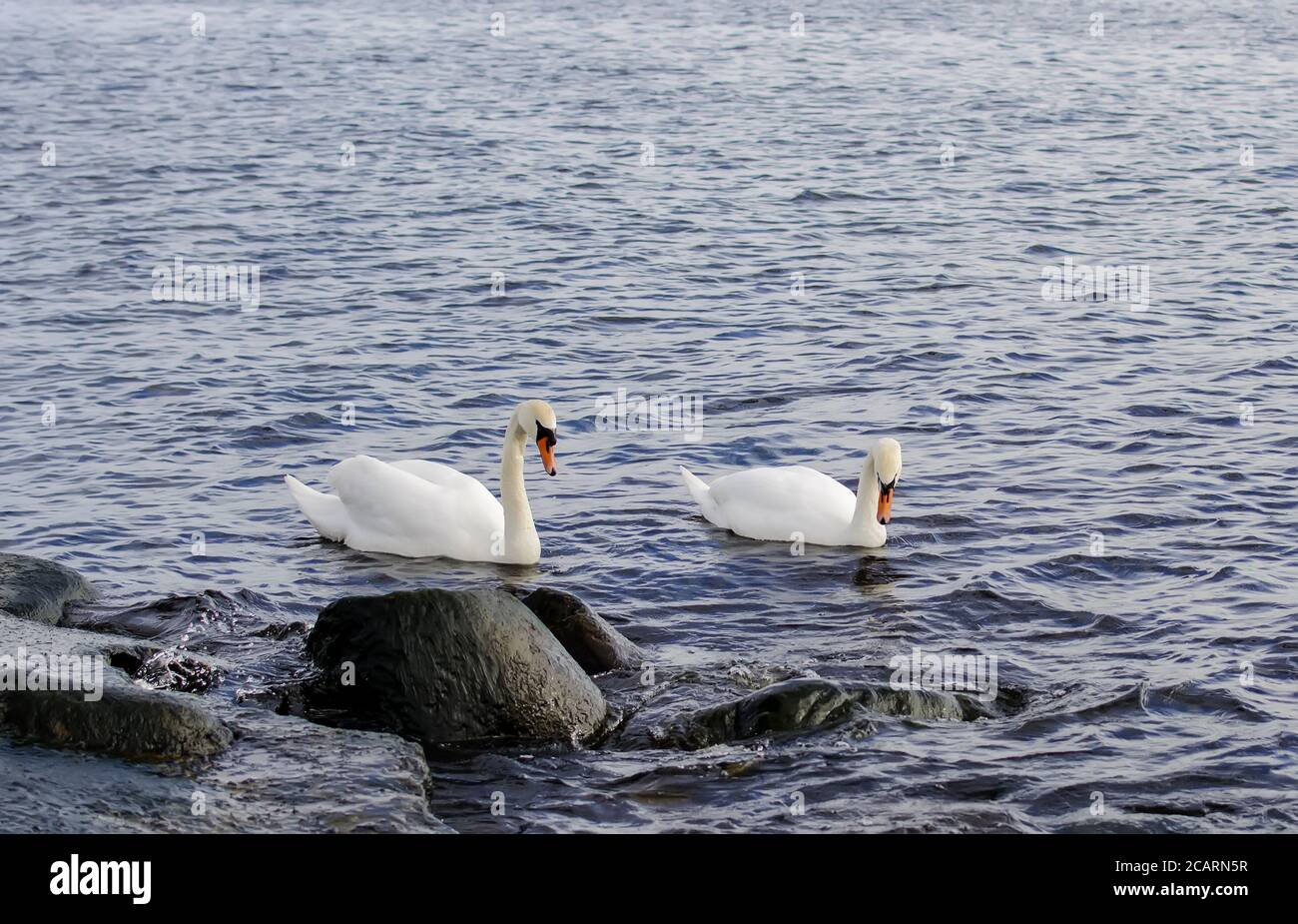 Romantic couple of mute swans (Cygnus olor) on the Baltic sea Stock ...
