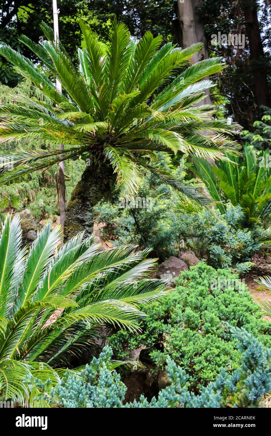 Cycas revoluta (sago palm, king sago, sago cycad, Japanese sago palm ...