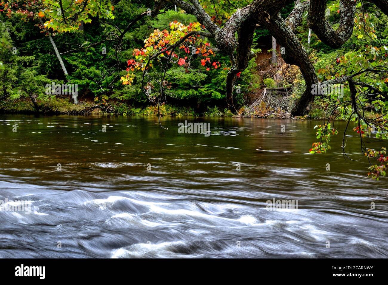 Maple tree with autumn leaf color with stream and flowing water Stock ...