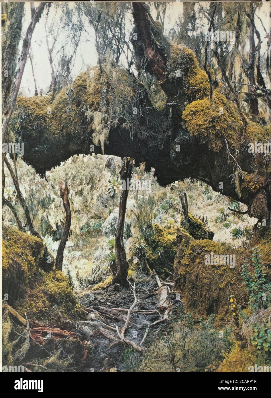 vintage animal illustration vintage classical artistic drawing Stock ...