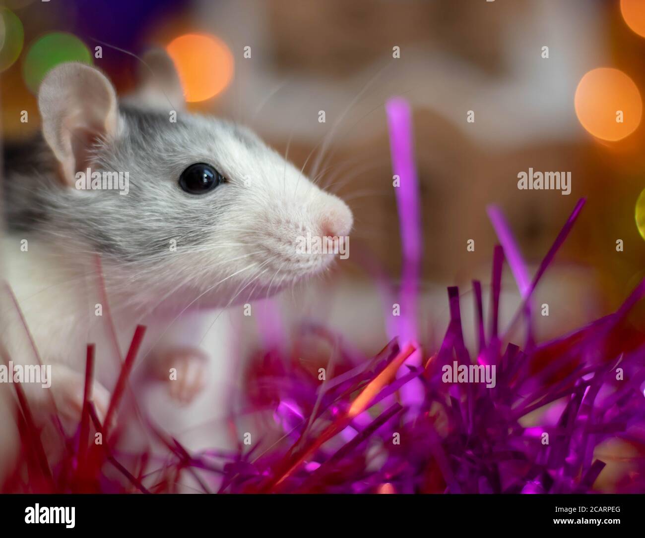 Domestic Fireworks High Resolution Stock Photography and Images - Alamy