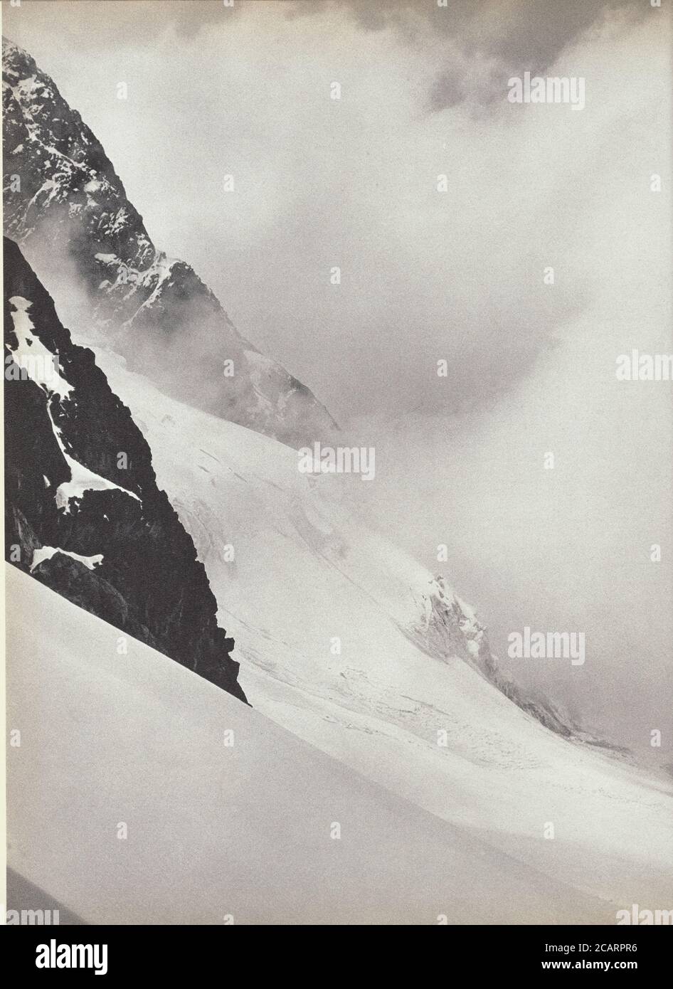 vintage animal illustration vintage classical artistic drawing Stock ...