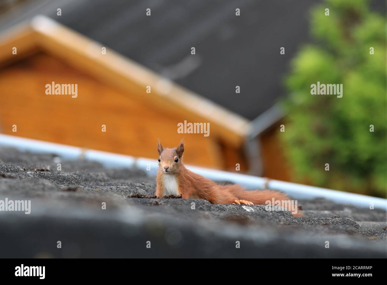 A brown squirrel runs over a black roof Stock Photo - Alamy