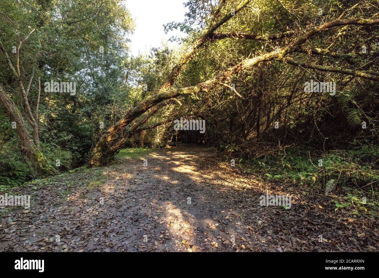 Beautiful shot of a hiking path with a forest scenery and a falling ...