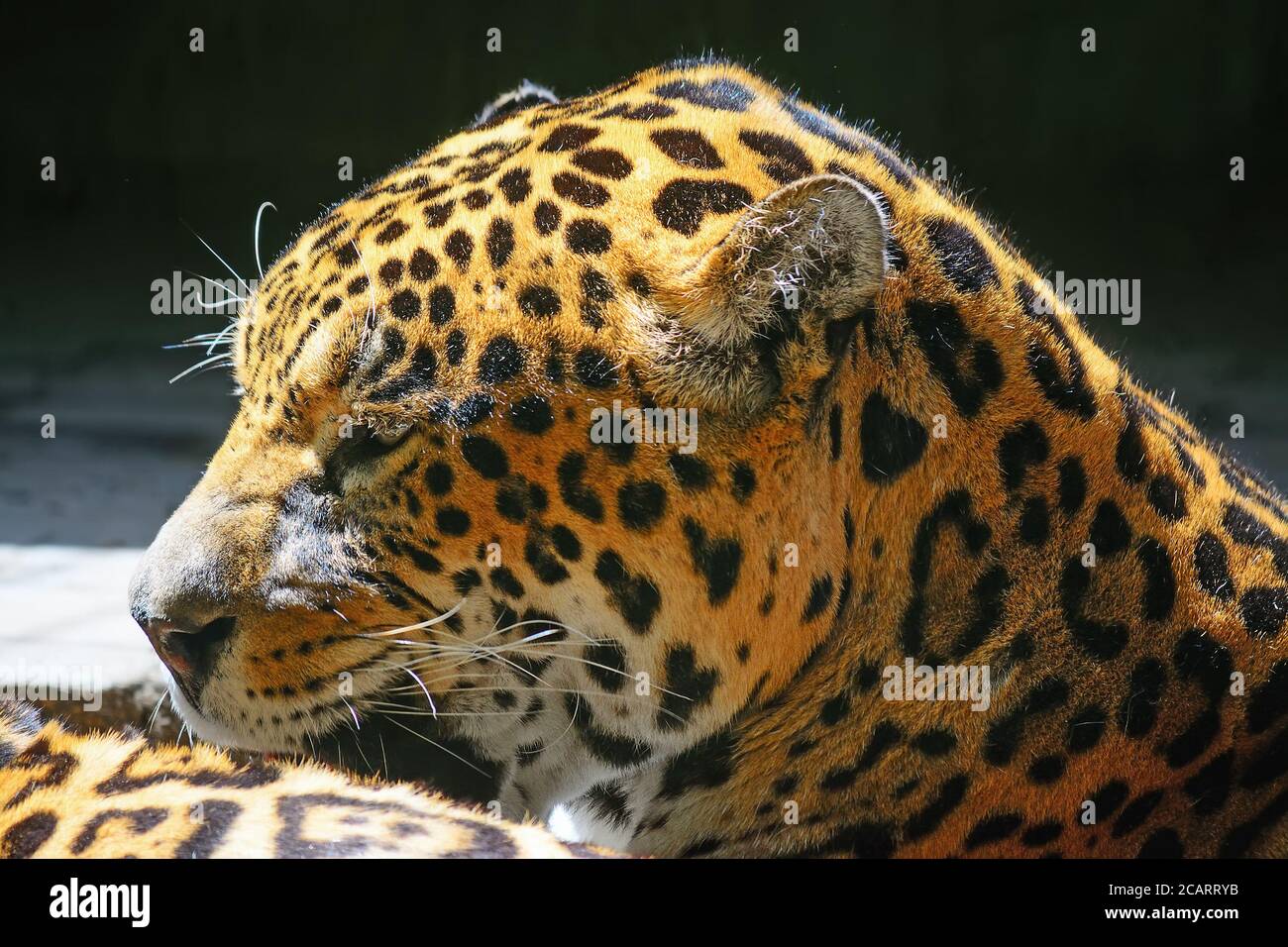 Jaguar roaring portrait hi-res stock photography and images - Alamy
