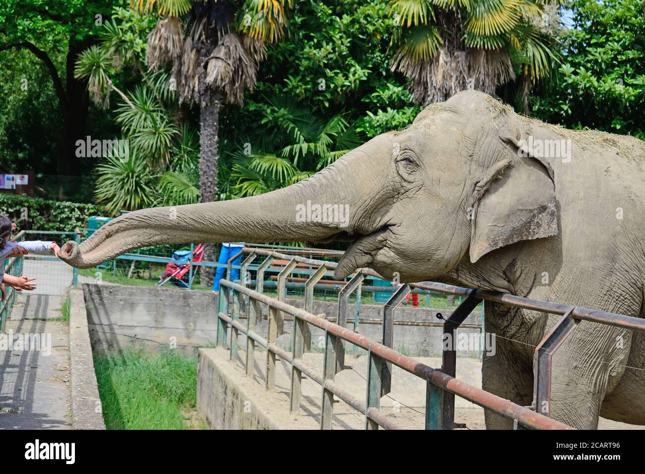 elephant trunk reaches babies at zoo Stock Photo - Alamy