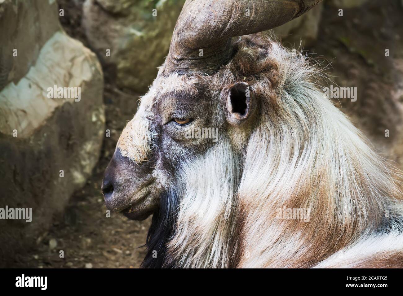 Markhor pakistan hi-res stock photography and images - Alamy