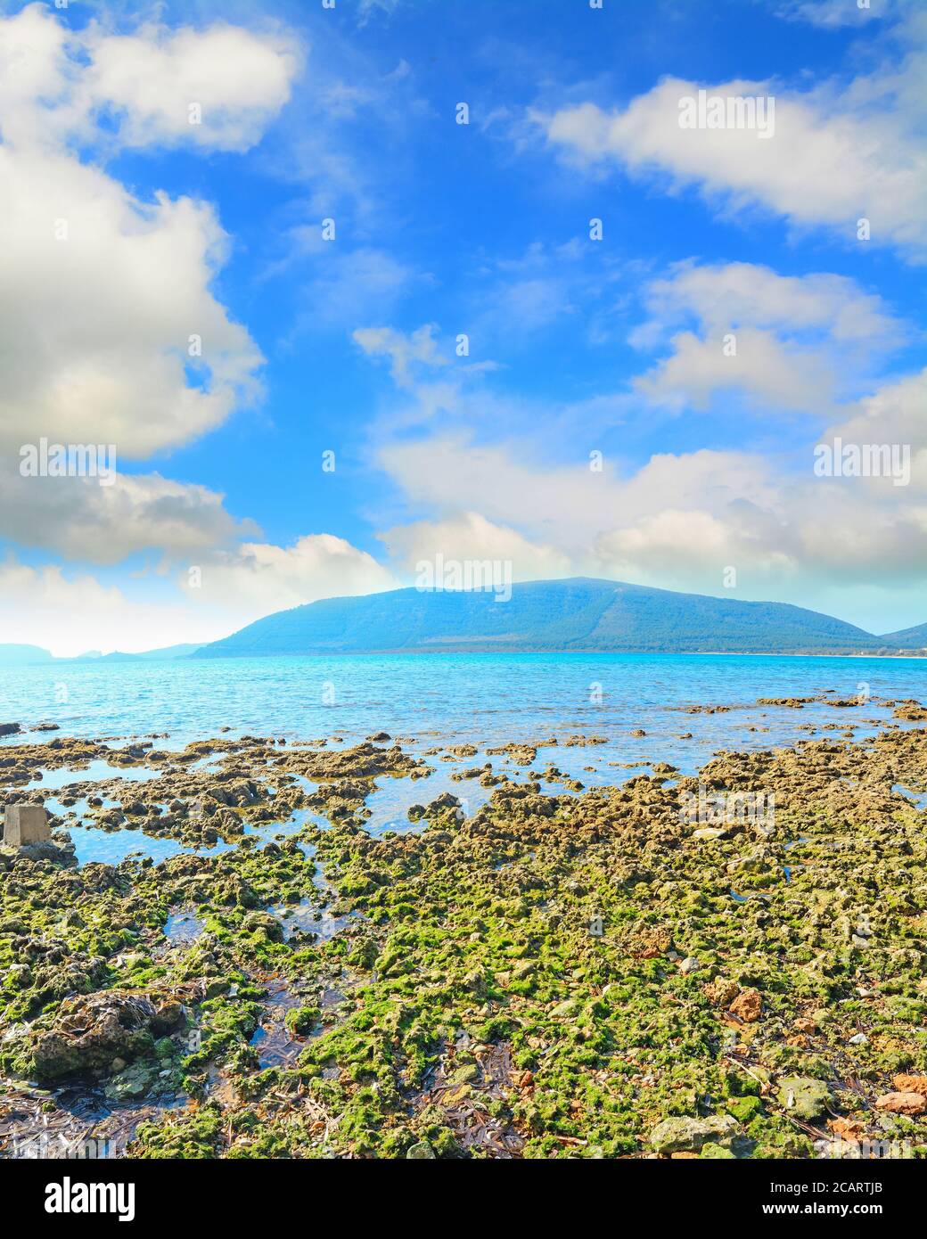 Seaweeds landscape blue plants hi-res stock photography and images - Alamy