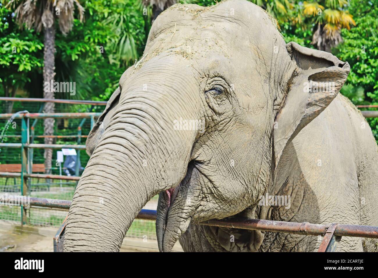 Asian Elephant, Face Front High Resolution Stock Photography and Images ...