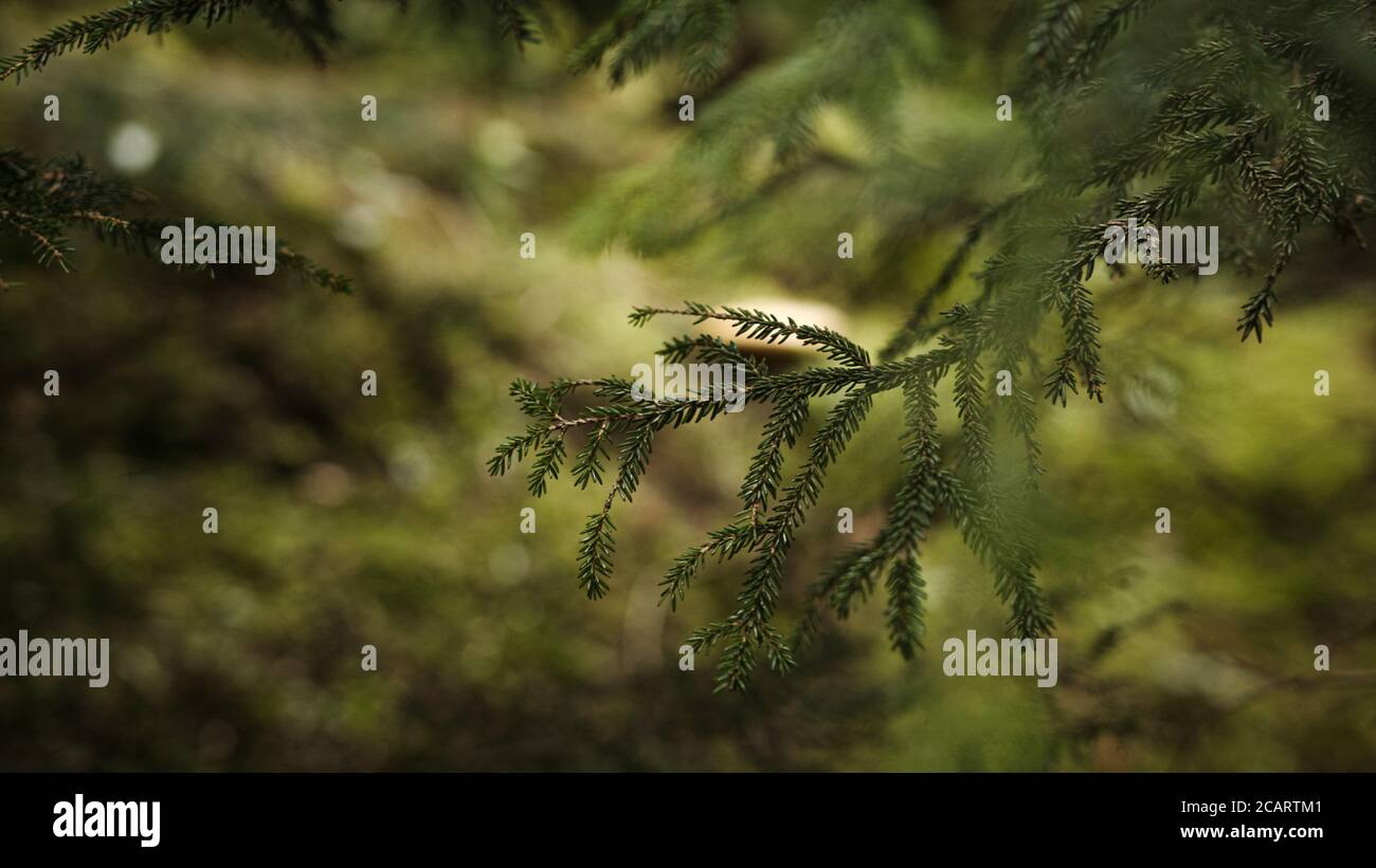 Focused on thin pine tree branches in the forest mushroom in the ...