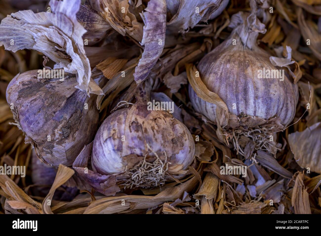 Close up view from above to garlic bulb and purple garlic cloves.Macro ...