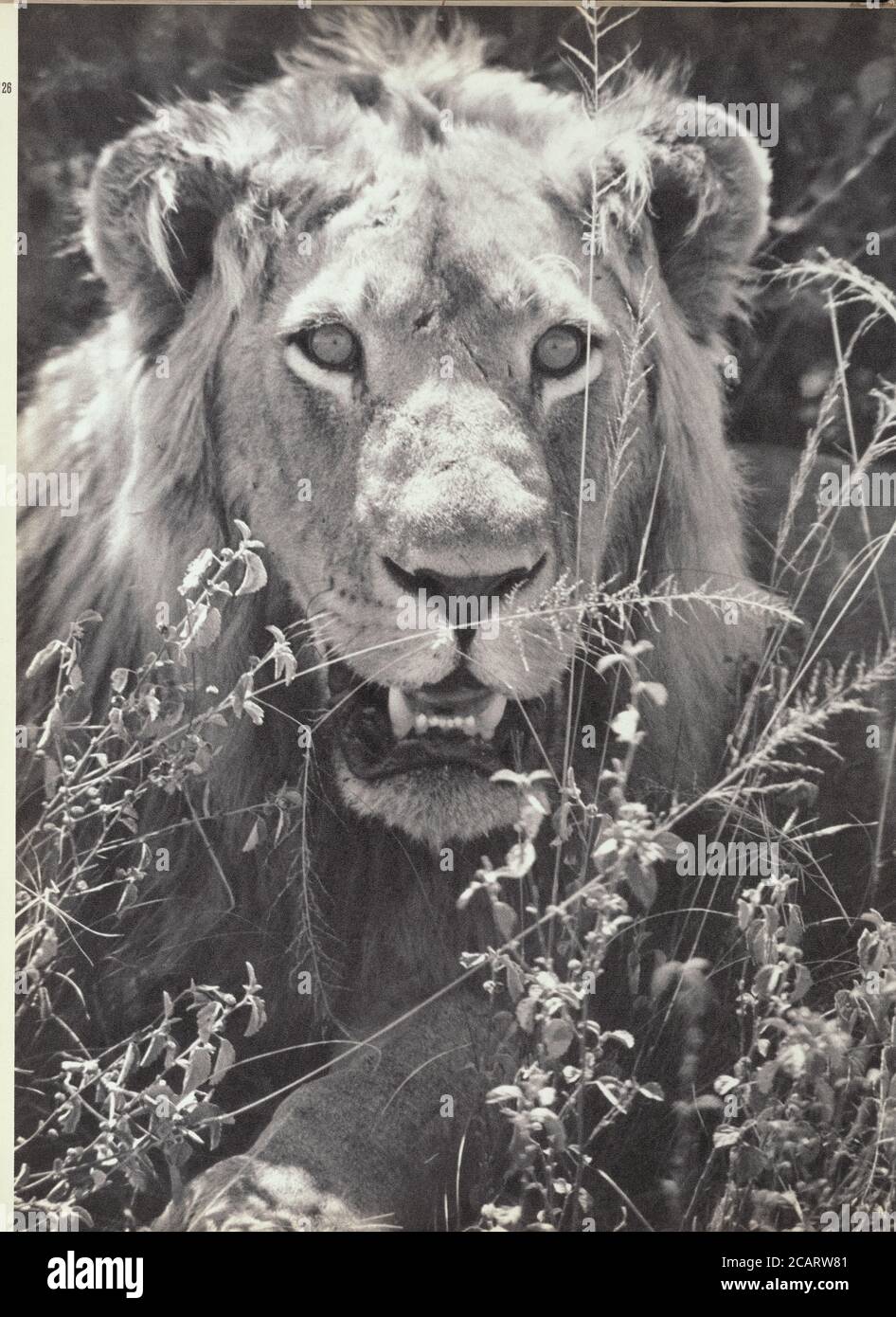 vintage animal illustration vintage classical artistic drawing Stock ...