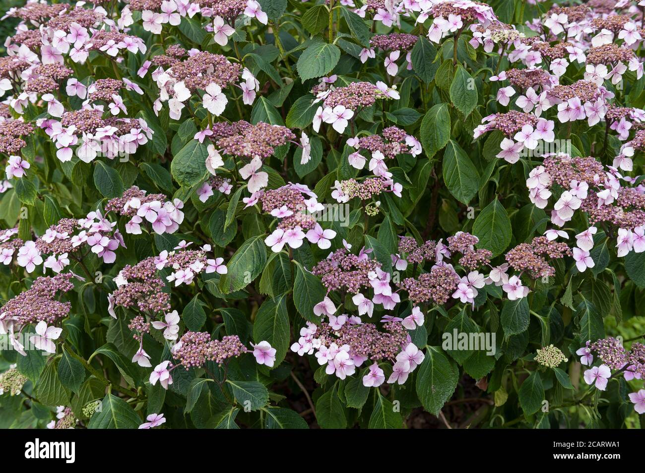 Excessive heat & water shortage, Hydrangea aspera plant cuts down water ...