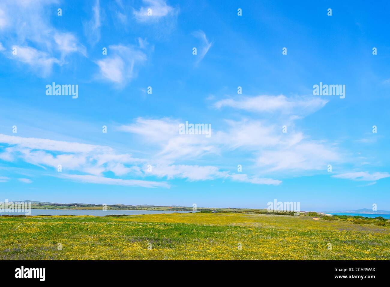 Fiume santo plant hi-res stock photography and images - Alamy