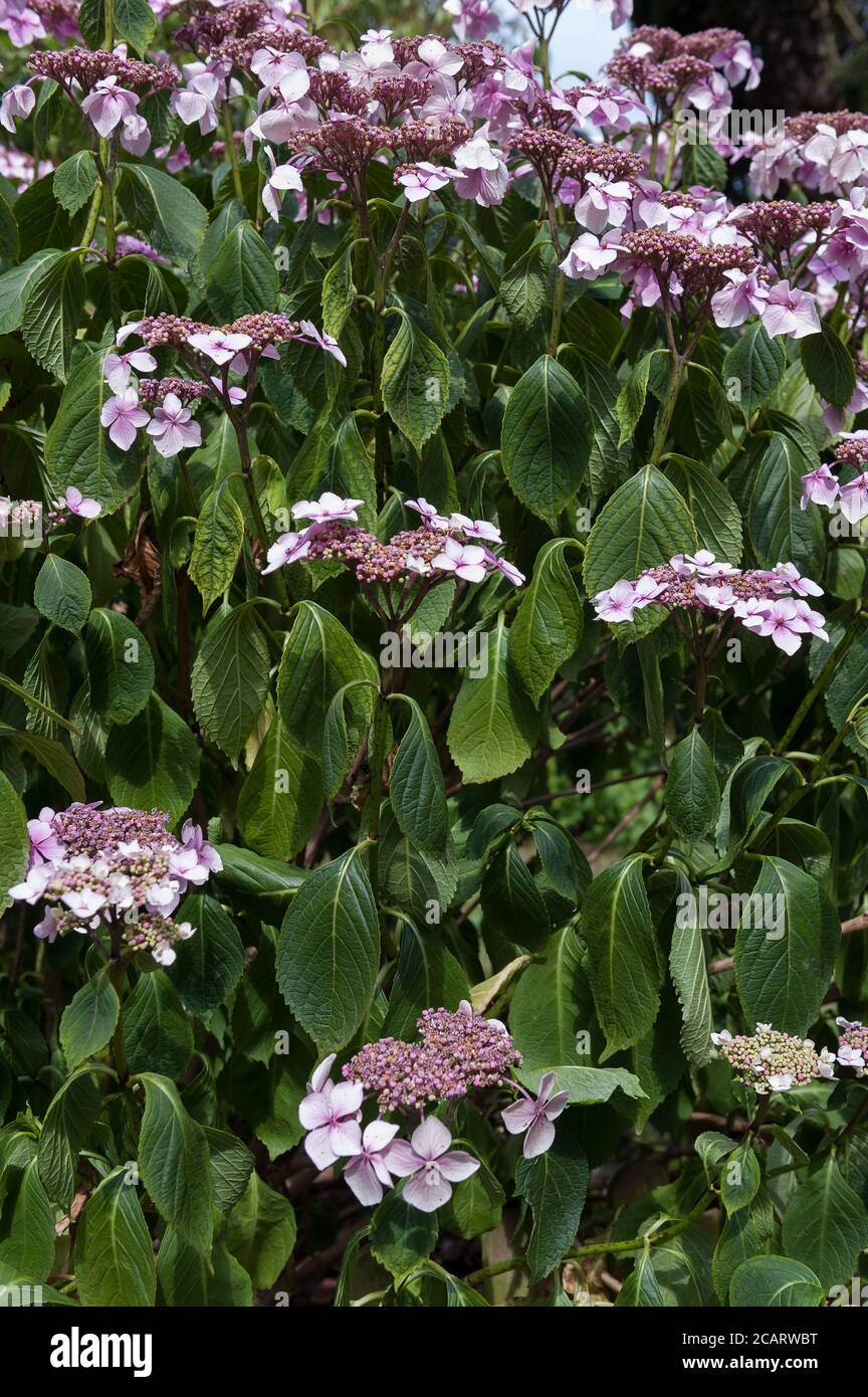 Excessive heat & water shortage, Hydrangea aspera plant cuts down water ...