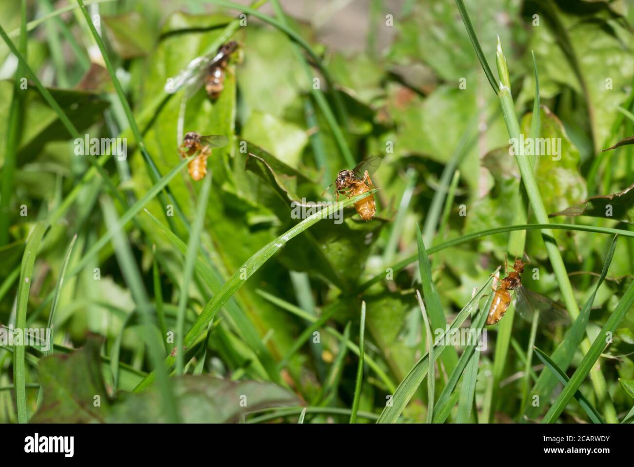 Flying ants nest hi-res stock photography and images - Alamy