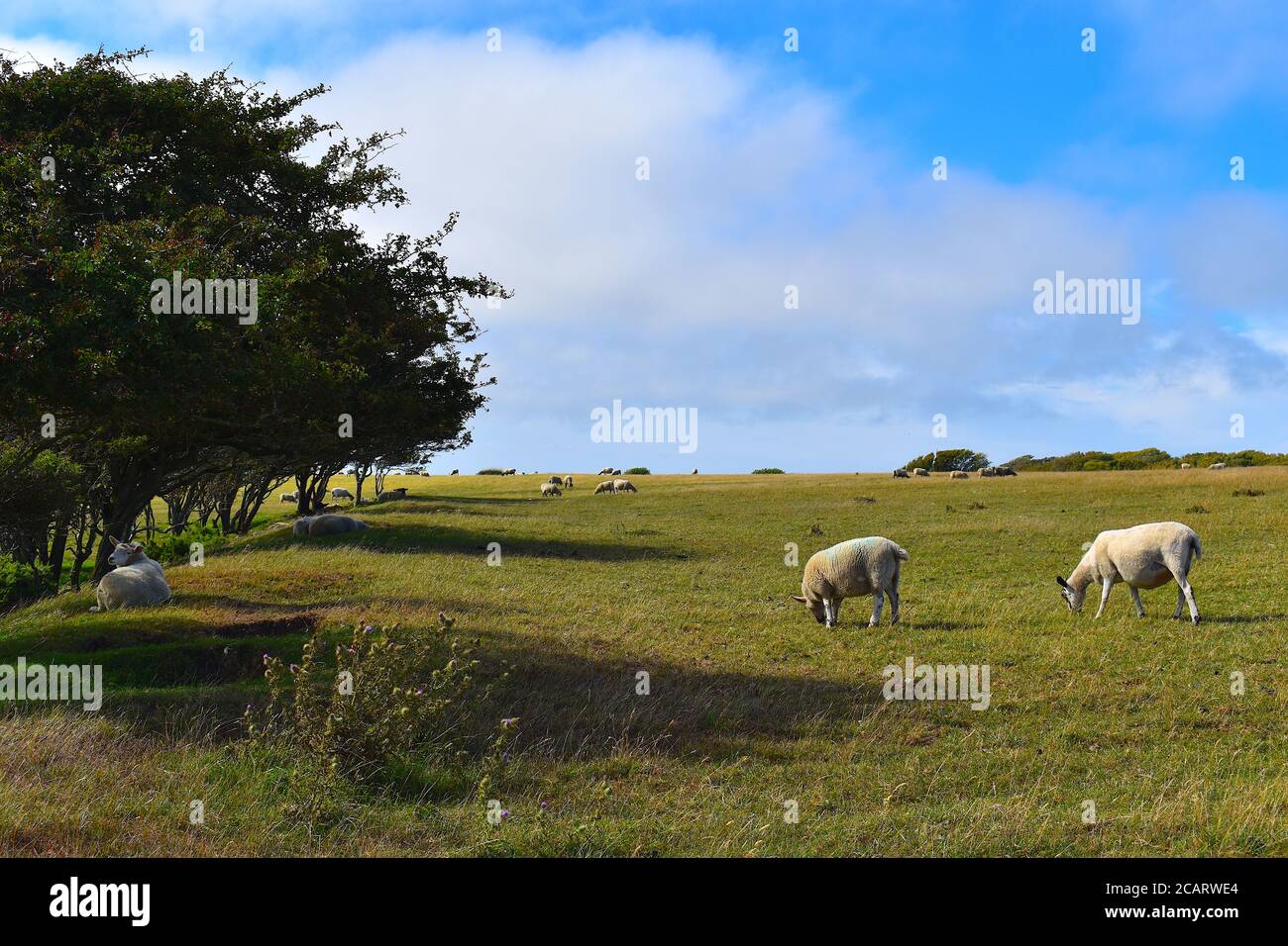 Horses cows sheep goats are common sight in South Downs National Park ...
