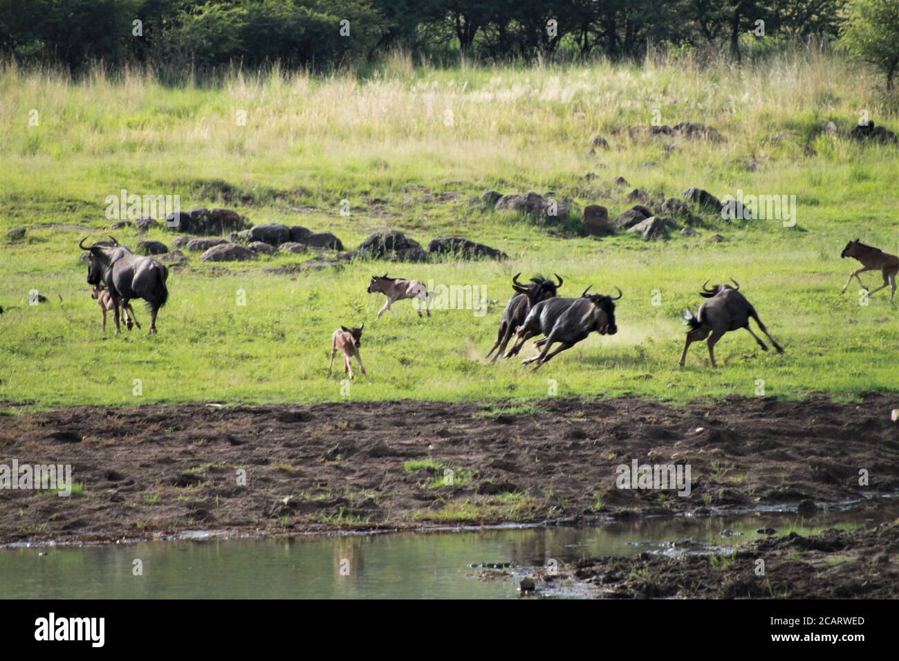 Waterinhg hole hi-res stock photography and images - Alamy