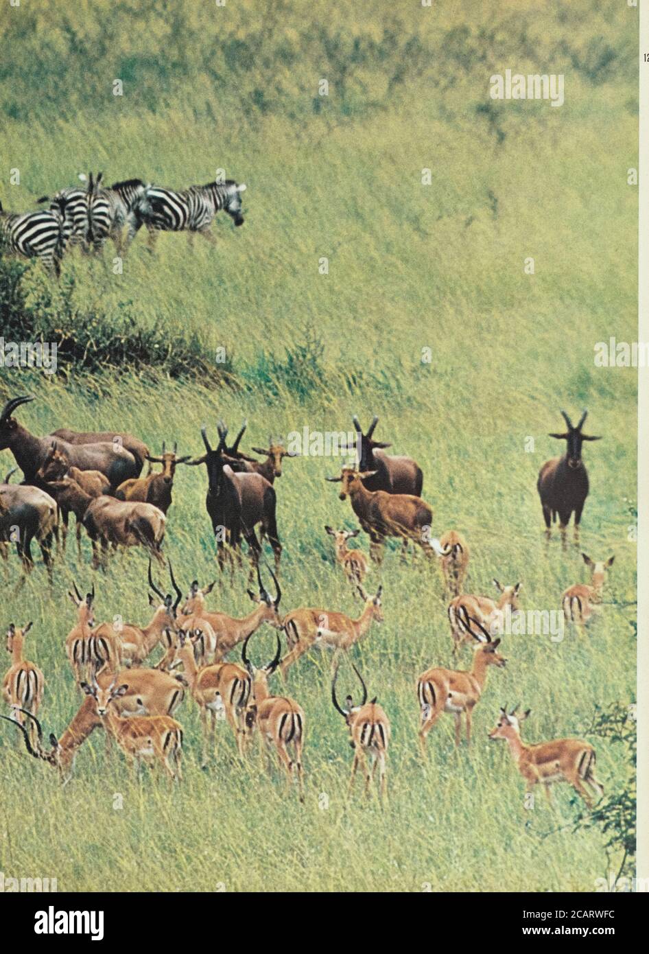 vintage animal illustration vintage classical artistic drawing Stock ...