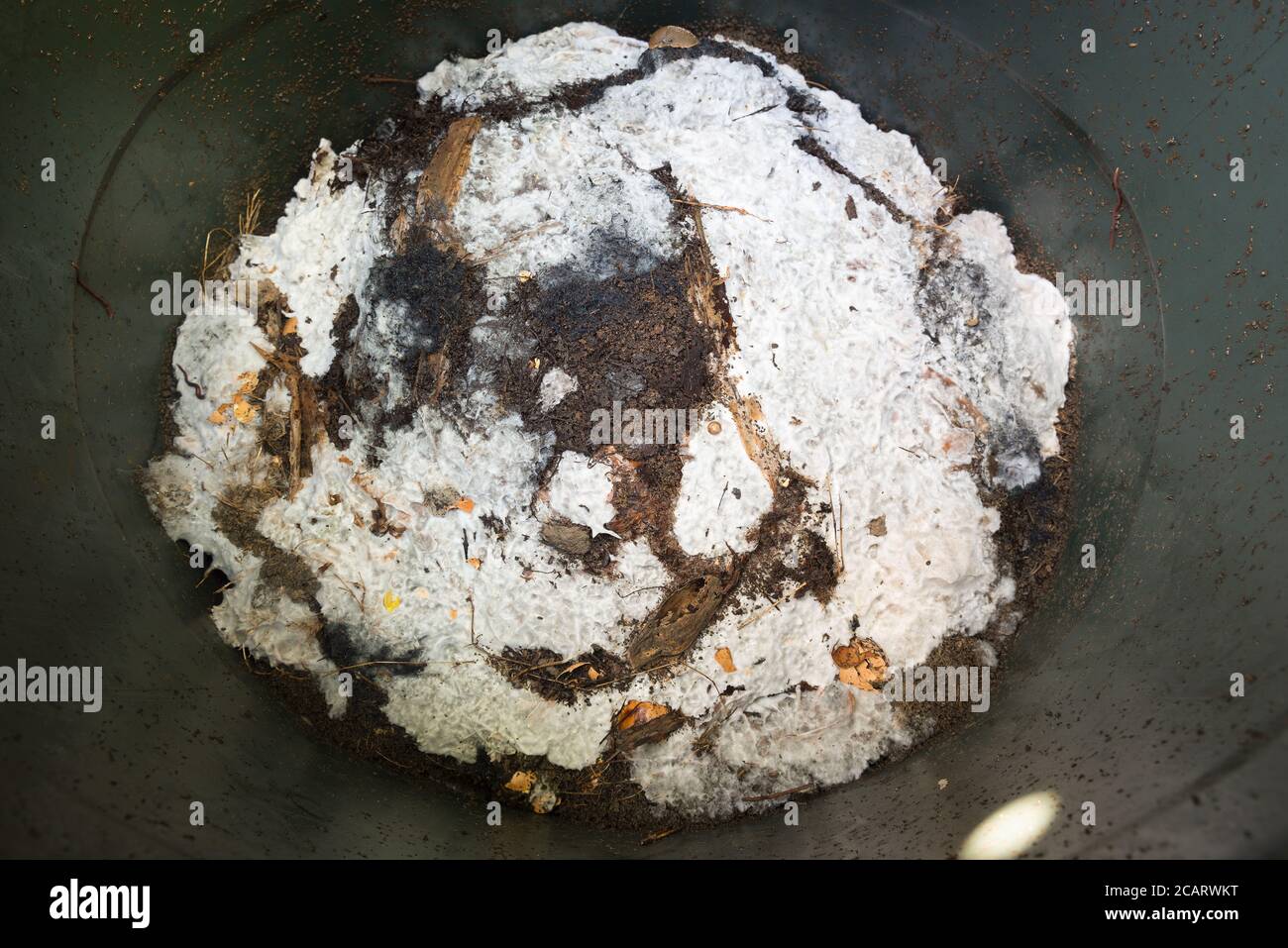 Bizare sight, top of decaying organic material in plastic garden ...