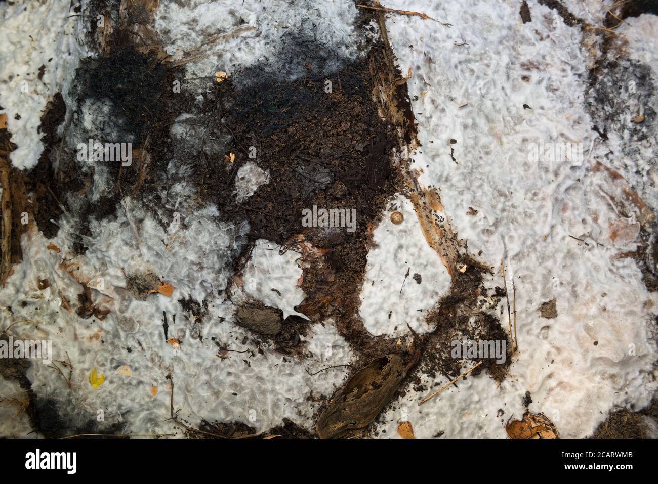 Bizare sight, top of decaying organic material in plastic garden ...