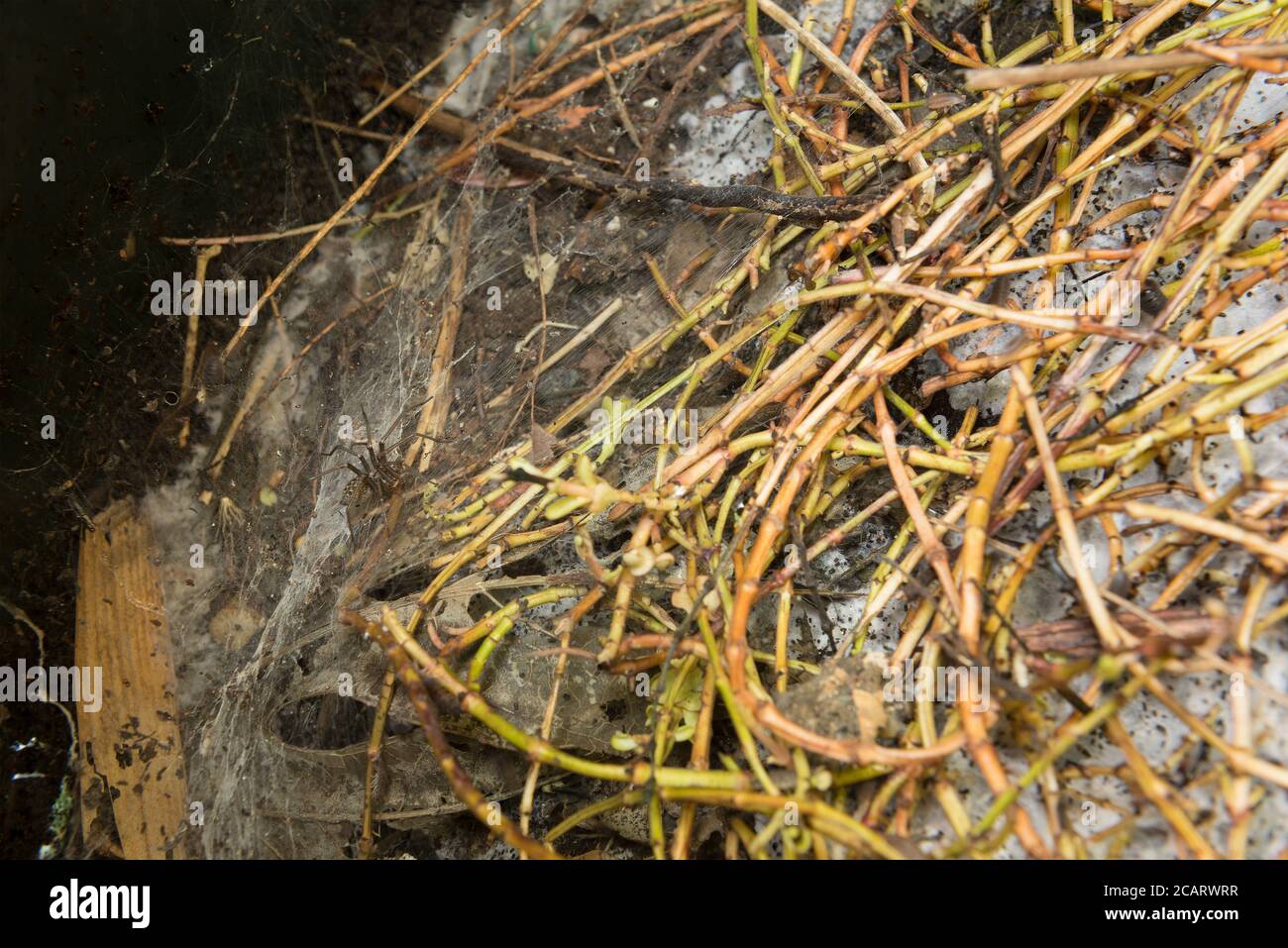 Bizare sight, top of decaying organic material in plastic garden ...