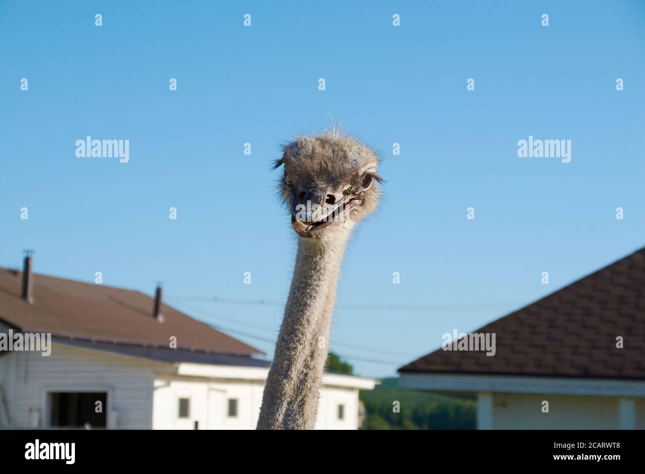 ostrich head close-up.wild bird in an aviary on a farm Stock Photo - Alamy