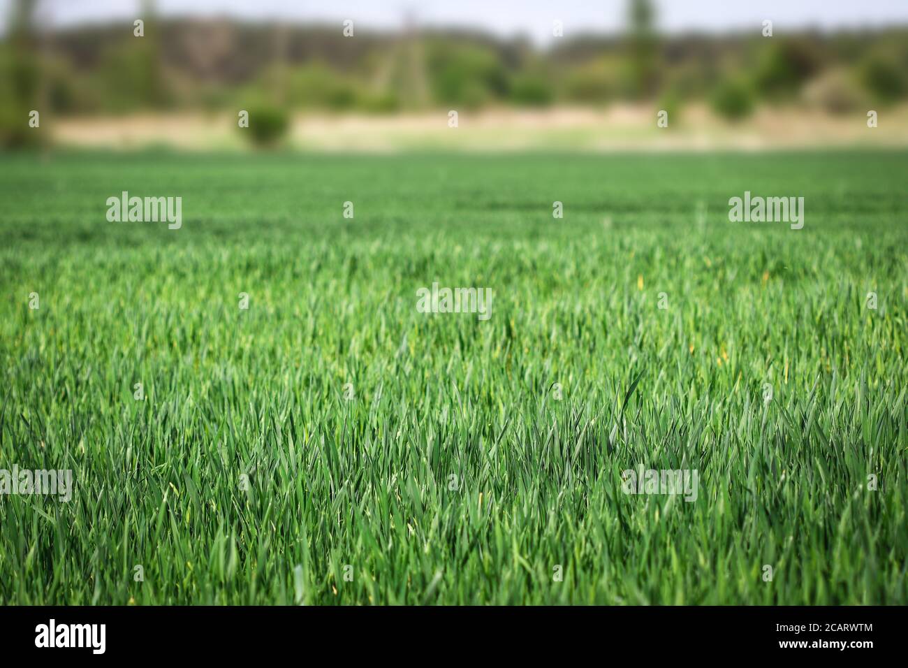 Rye grass hi-res stock photography and images - Alamy