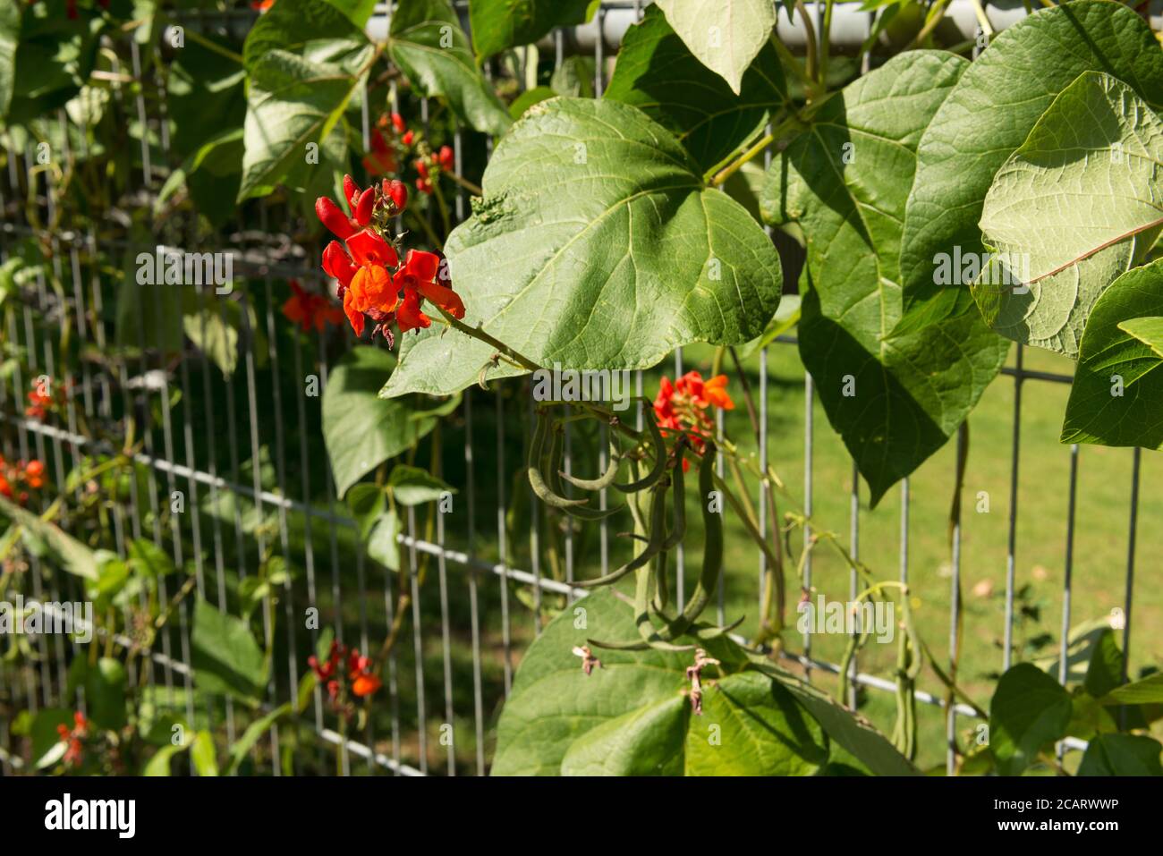 Scarlet runner bean hi-res stock photography and images - Alamy