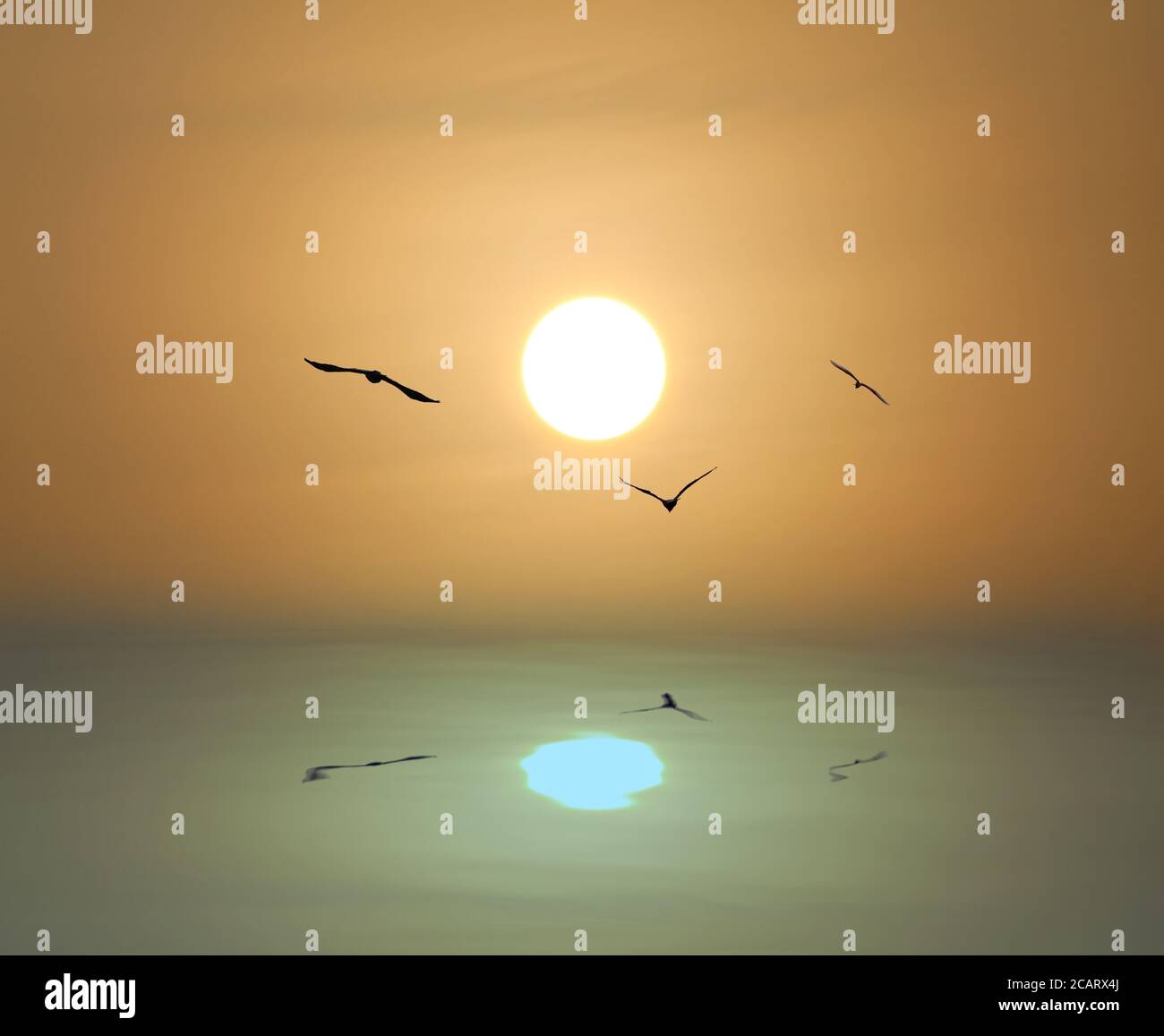 Horizon bird hi-res stock photography and images - Alamy