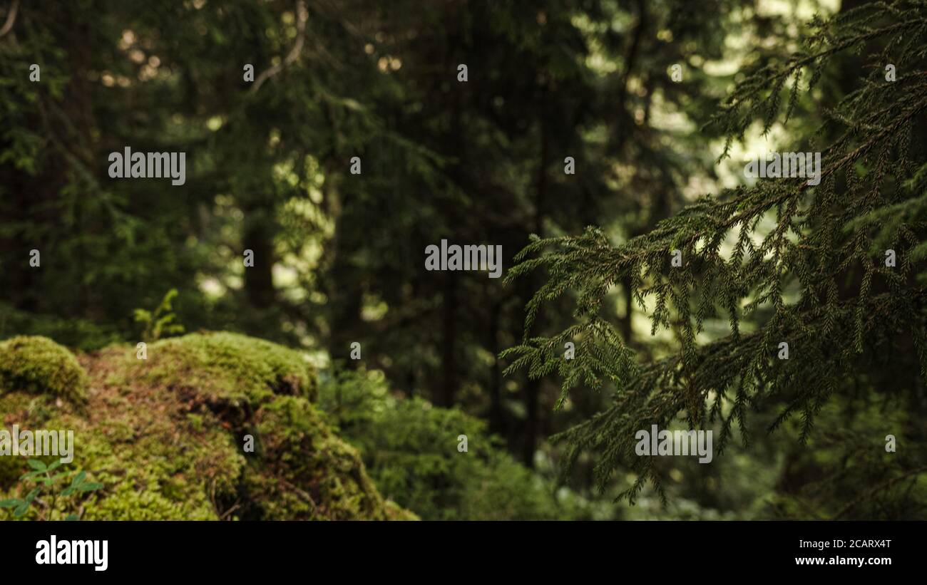 Wonderful sunrise in pine forest hi-res stock photography and images ...