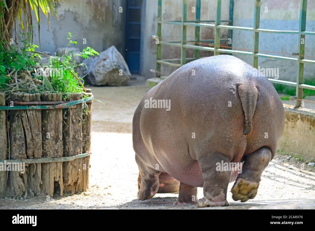 big hippopotamus seen from behind in a zoo Stock Photo - Alamy